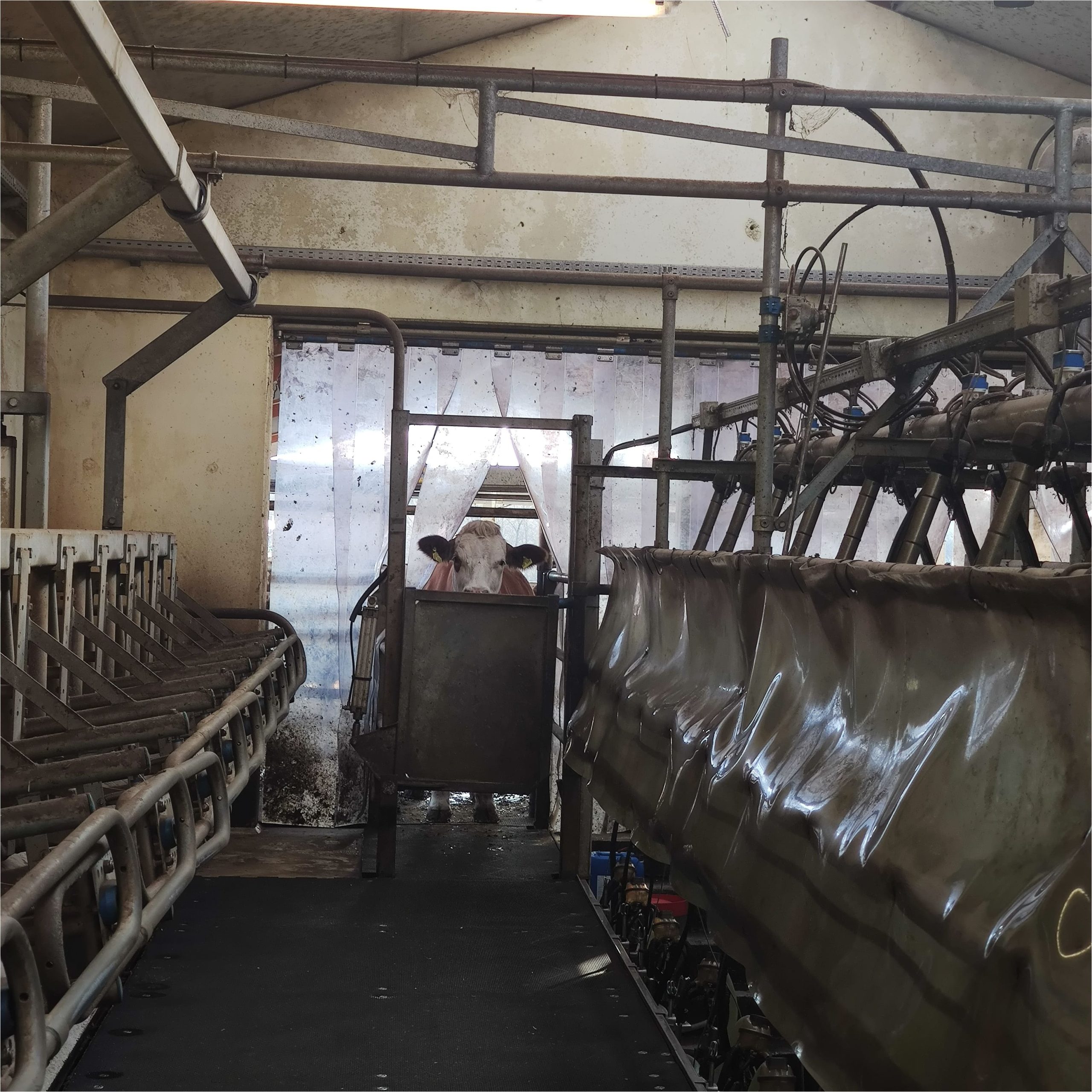 Project Description | Sustainable Livestock Production and Animal Welfare