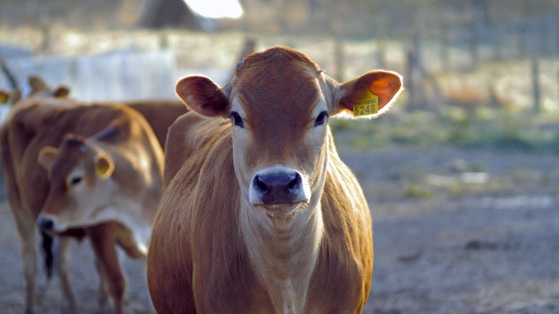 Sustainable Cattle Breeding and Milk Production | Sustainable Livestock ...