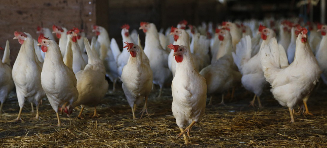 Sustainable Livestock Production and Animal Welfare